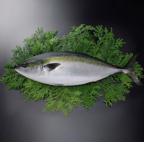 Japanese Yellowtail Fish